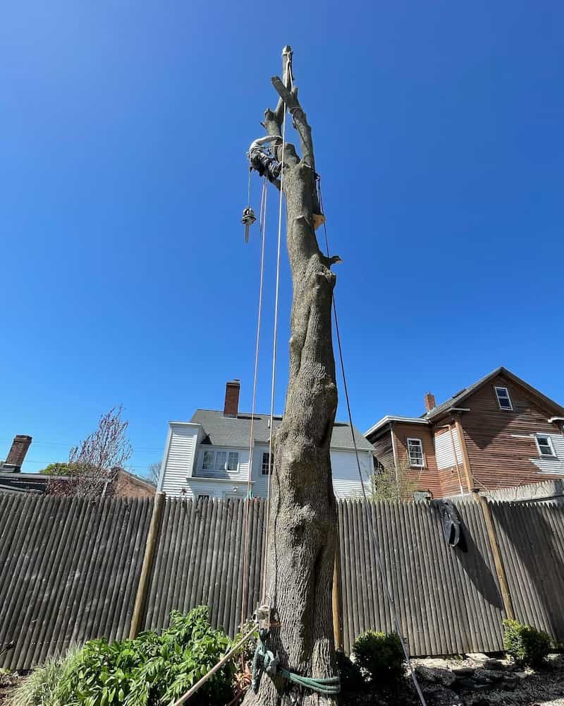 Tree Cabling in LYNN | Nelson's Hardscape and Tree Service