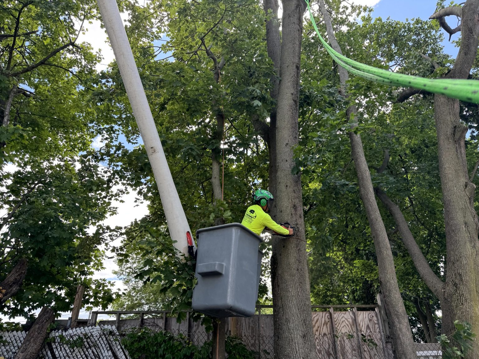 6 Signs You Need Emergency Tree Care | Nelson's Hardscape and Tree Service