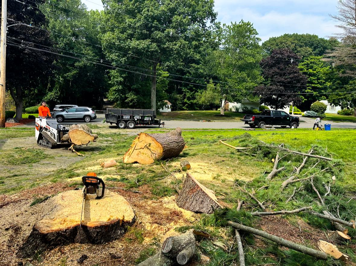 6 Signs You Need Emergency Tree Care | Nelson's Hardscape and Tree Service